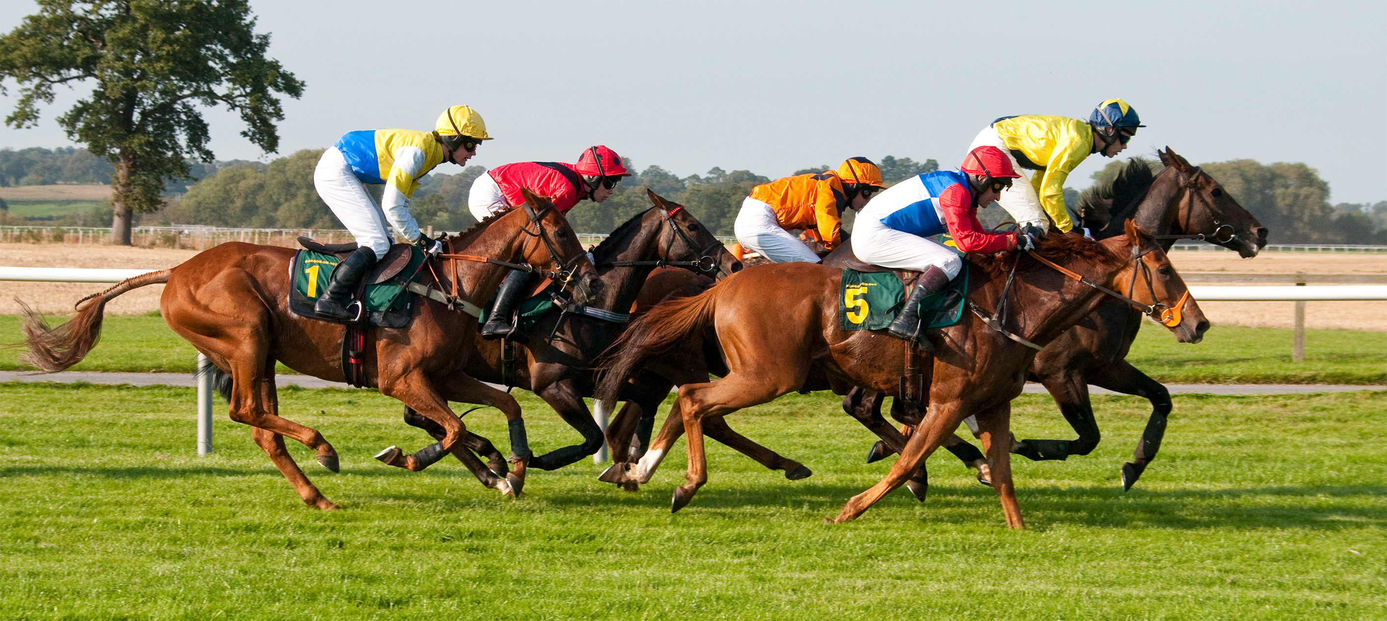 Panda Sweeps Horse Racing Tips 04.12.13 - Panda SweepsPanda Sweeps Panda Sweeps Horse Racing Tips 04.12.13 - Panda SweepsPanda Sweeps
